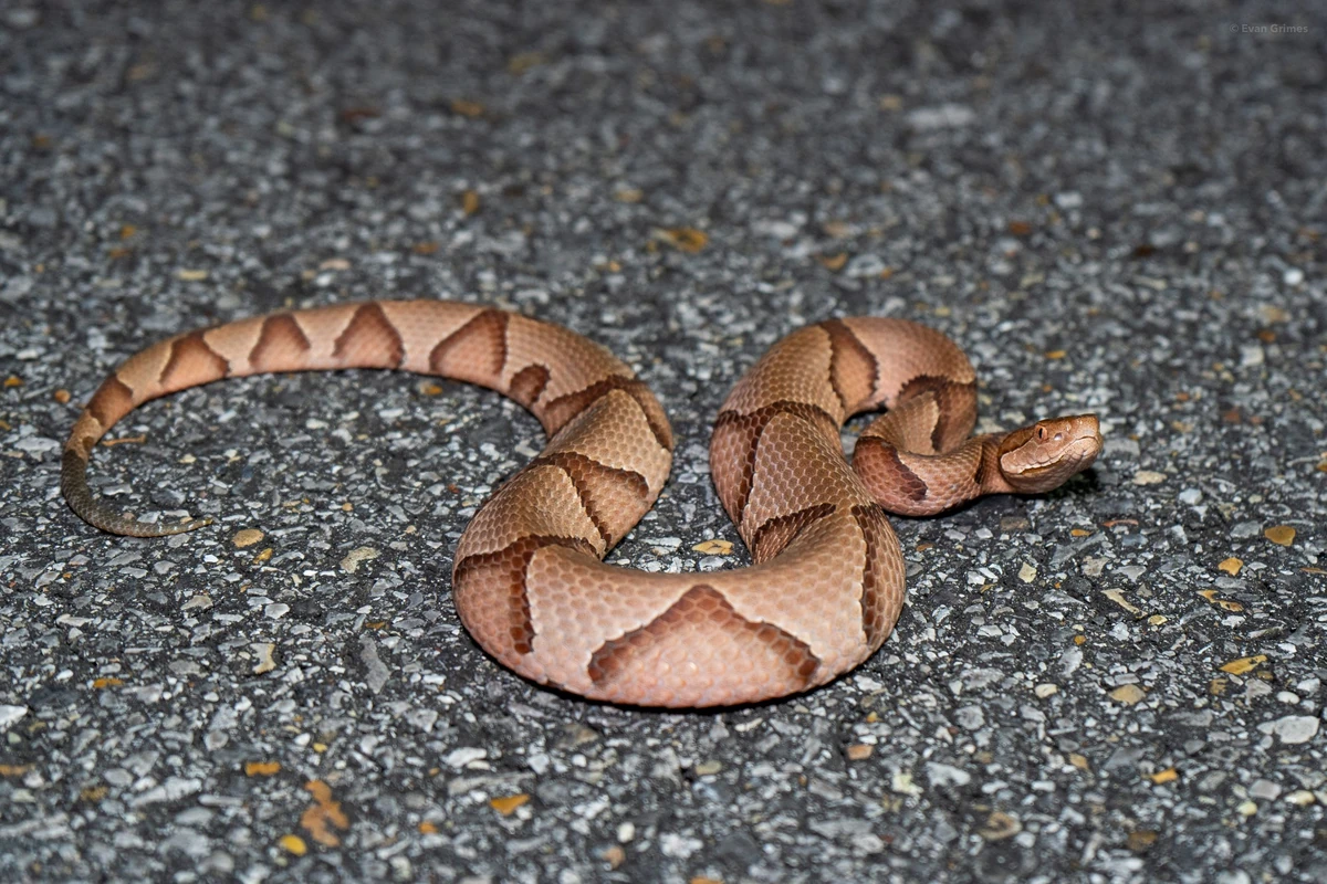 Eastern Copperhead | GavenLovesAnimals' Animal Kindom Wiki | Fandom