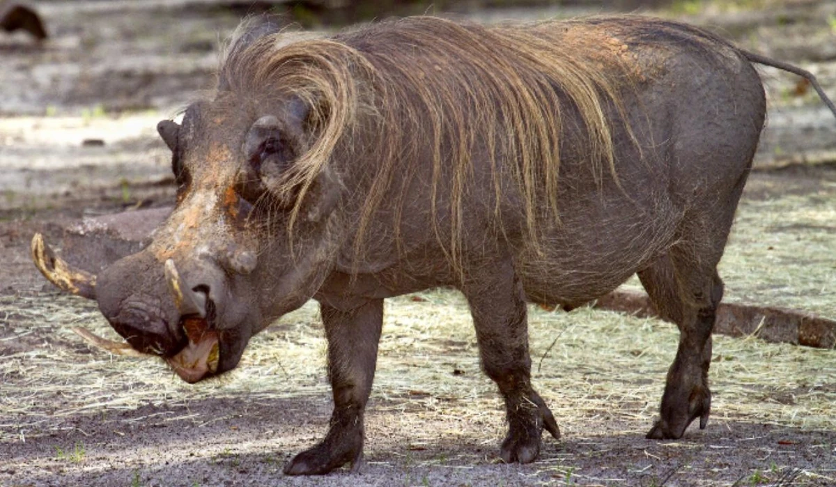 We Bare Suids | GavenLovesAnimals' Animal Kindom Wiki | Fandom