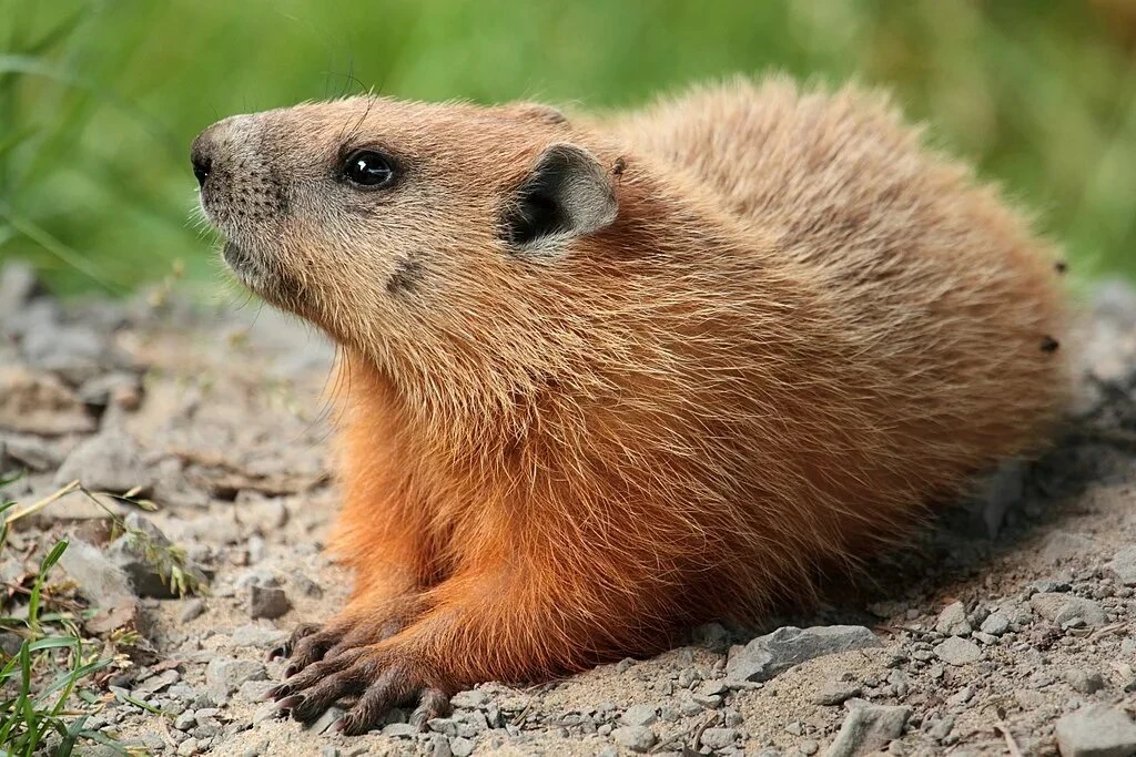Groundhog | GavenLovesAnimals' Animal Kindom Wiki | Fandom