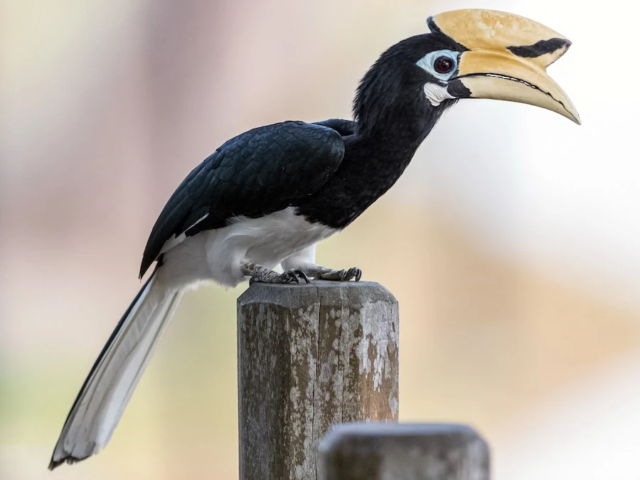 Oriental Pied Hornbill | GavenLovesAnimals' Animal Kindom Wiki | Fandom