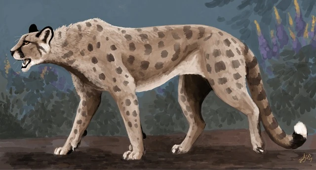 American Cheetah | GavenLovesAnimals' Animal Kindom Wiki | Fandom