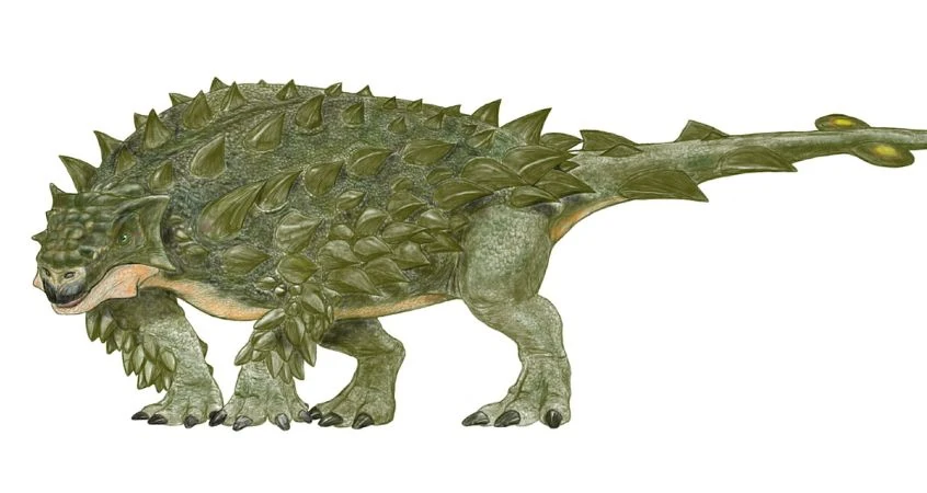 Saichania | GavenLovesAnimals' Animal Kindom Wiki | Fandom