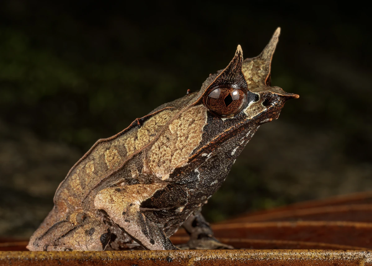 Long-Nosed Horned Frog | GavenLovesAnimals' Animal Kindom Wiki | Fandom