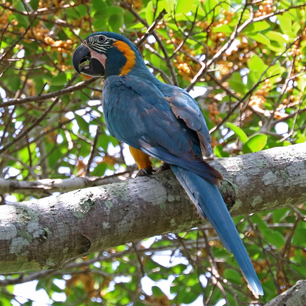 Blue-Throated Macaw | GavenLovesAnimals' Animal Kindom Wiki | Fandom
