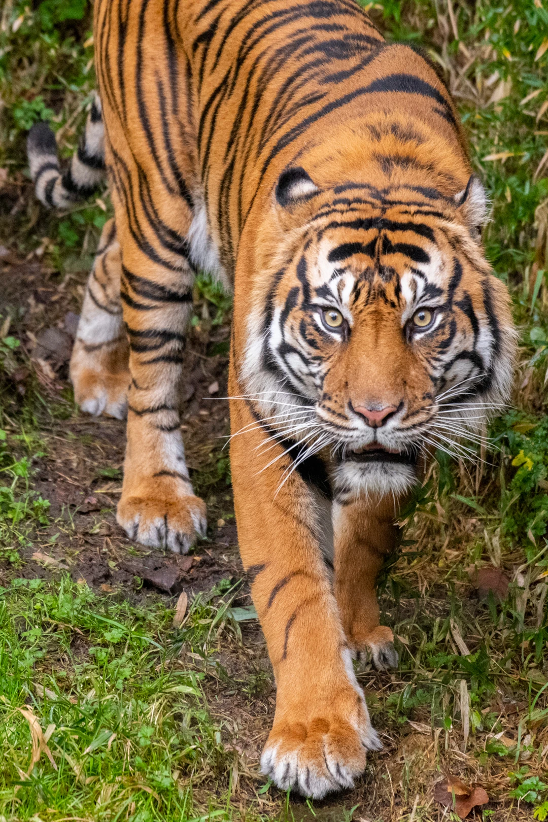 Sumatran Tiger/Gallery | GavenLovesAnimals' Animal Kindom Wiki | Fandom