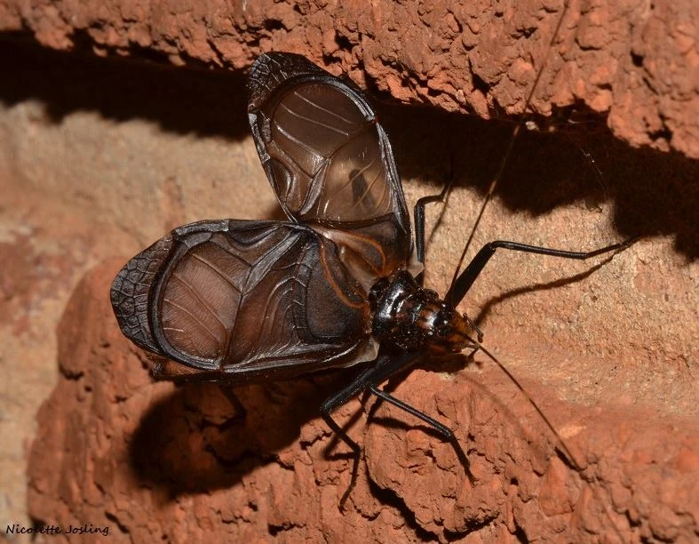 Bell Cricket | GavenLovesAnimals' Animal Kindom Wiki | Fandom