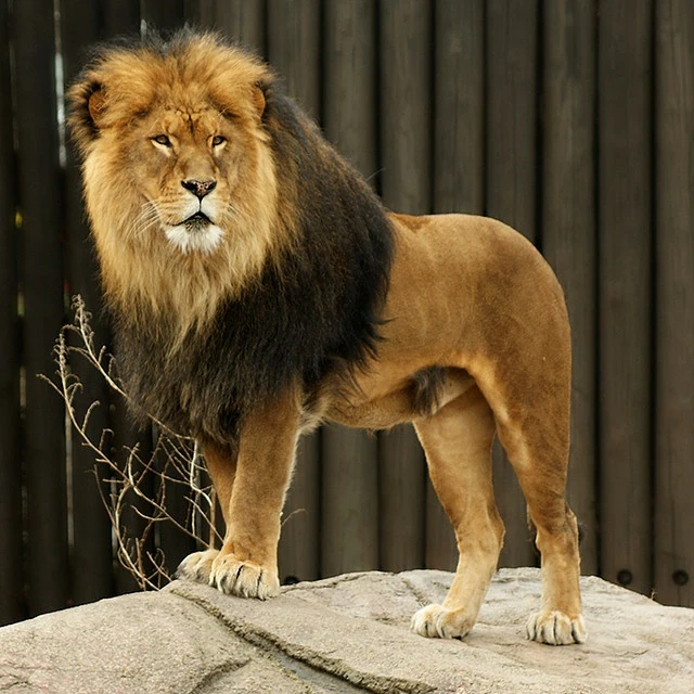 Animal Kingdom Season | GavenLovesAnimals' Animal Kindom Wiki | Fandom