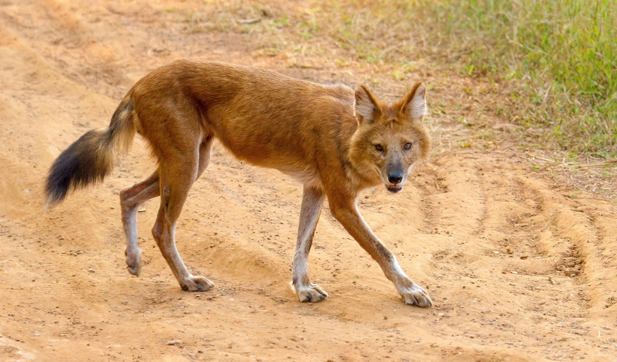 Dhole | GavenLovesAnimals' Animal Kindom Wiki | Fandom