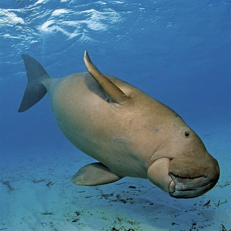Dugong | GavenLovesAnimals' Animal Kindom Wiki | Fandom