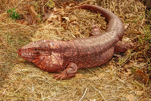 Red Tegu | GavenLovesAnimals' Animal Kindom Wiki | Fandom