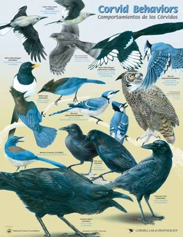 Corvidae | GavenLovesAnimals' Animal Kindom Wiki | Fandom