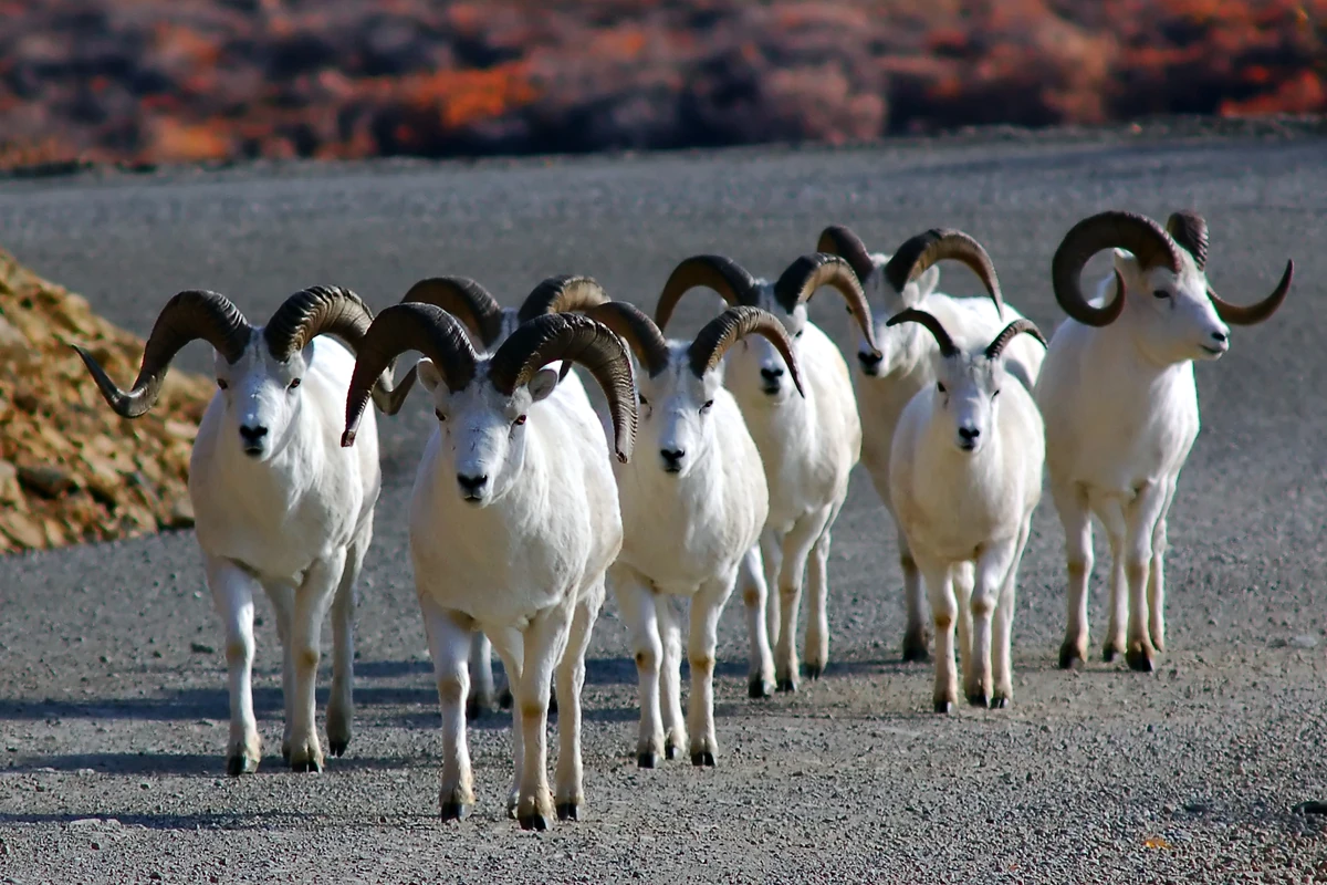 Dall Sheep | GavenLovesAnimals' Animal Kindom Wiki | Fandom