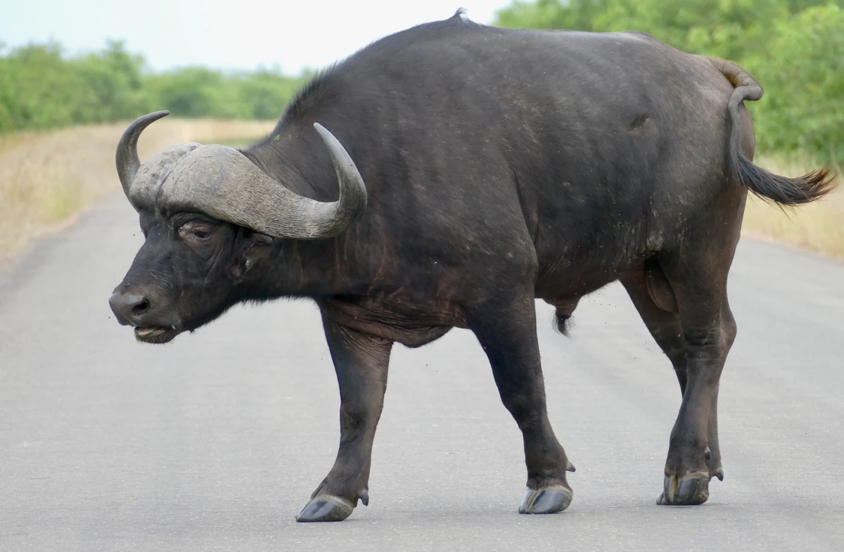 Category:Bovid Galleries | GavenLovesAnimals' Animal Kindom Wiki | Fandom