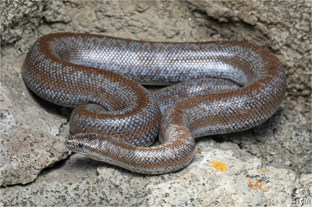 Desert Rosy Boa | GavenLovesAnimals' Animal Kindom Wiki | Fandom