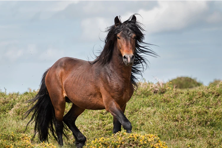 Mustang | GavenLovesAnimals' Animal Kindom Wiki | Fandom