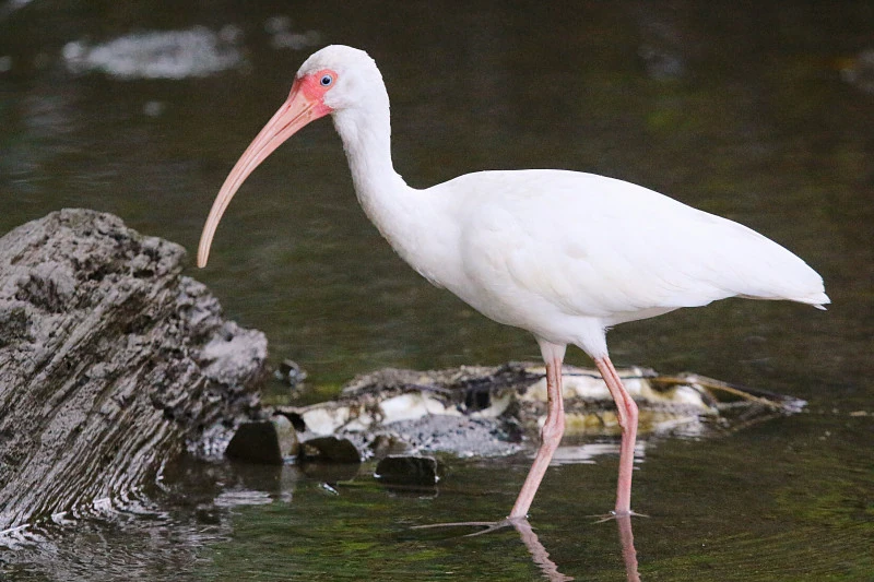 American White Ibis | GavenLovesAnimals' Animal Kindom Wiki | Fandom