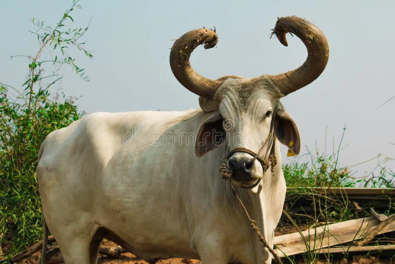Ox/Gallery | GavenLovesAnimals' Animal Kindom Wiki | Fandom