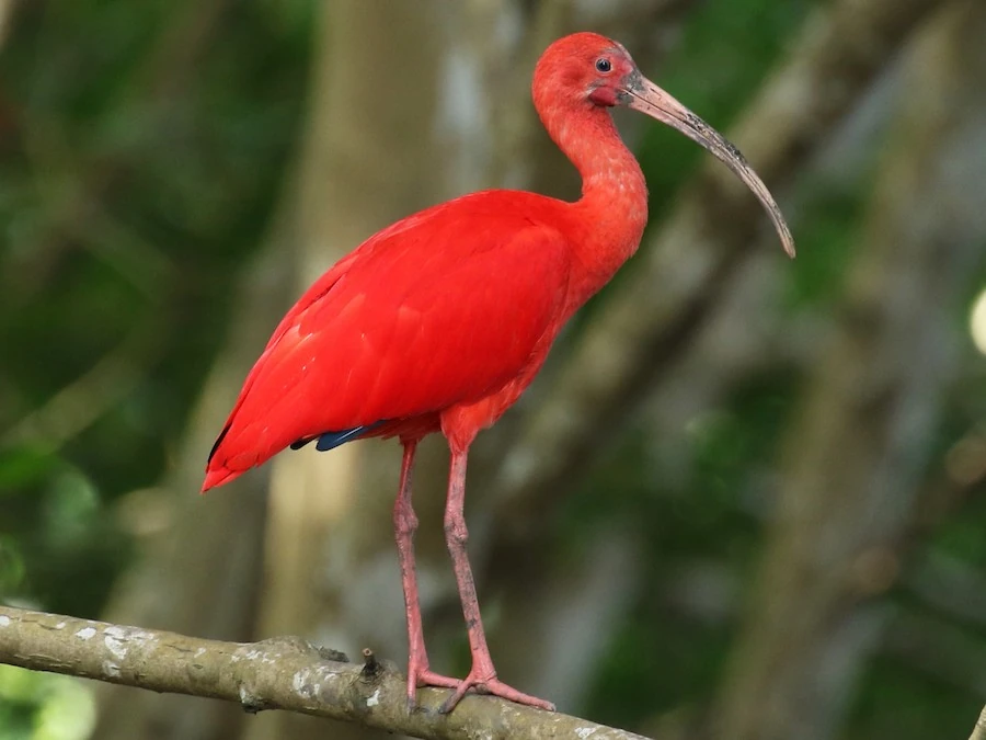 Category:Red Animals | GavenLovesAnimals' Animal Kindom Wiki | Fandom