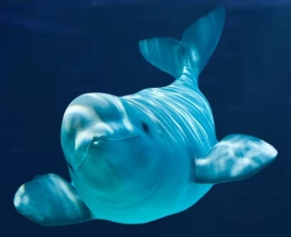 Beluga Whale | GavenLovesAnimals2004 Wiki | Fandom
