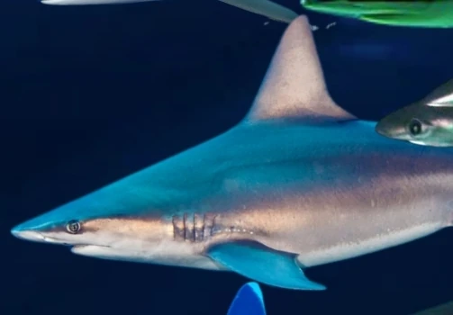 Sandbar Shark | GavenLovesAnimals2004 Wiki | Fandom