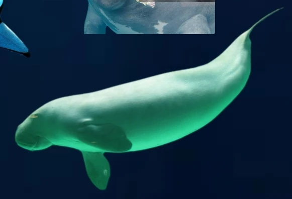 Dugong | GavenLovesAnimals2004 Wiki | Fandom