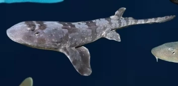 Whitespotted Bamboo Shark | GavenLovesAnimals2004 Wiki | Fandom