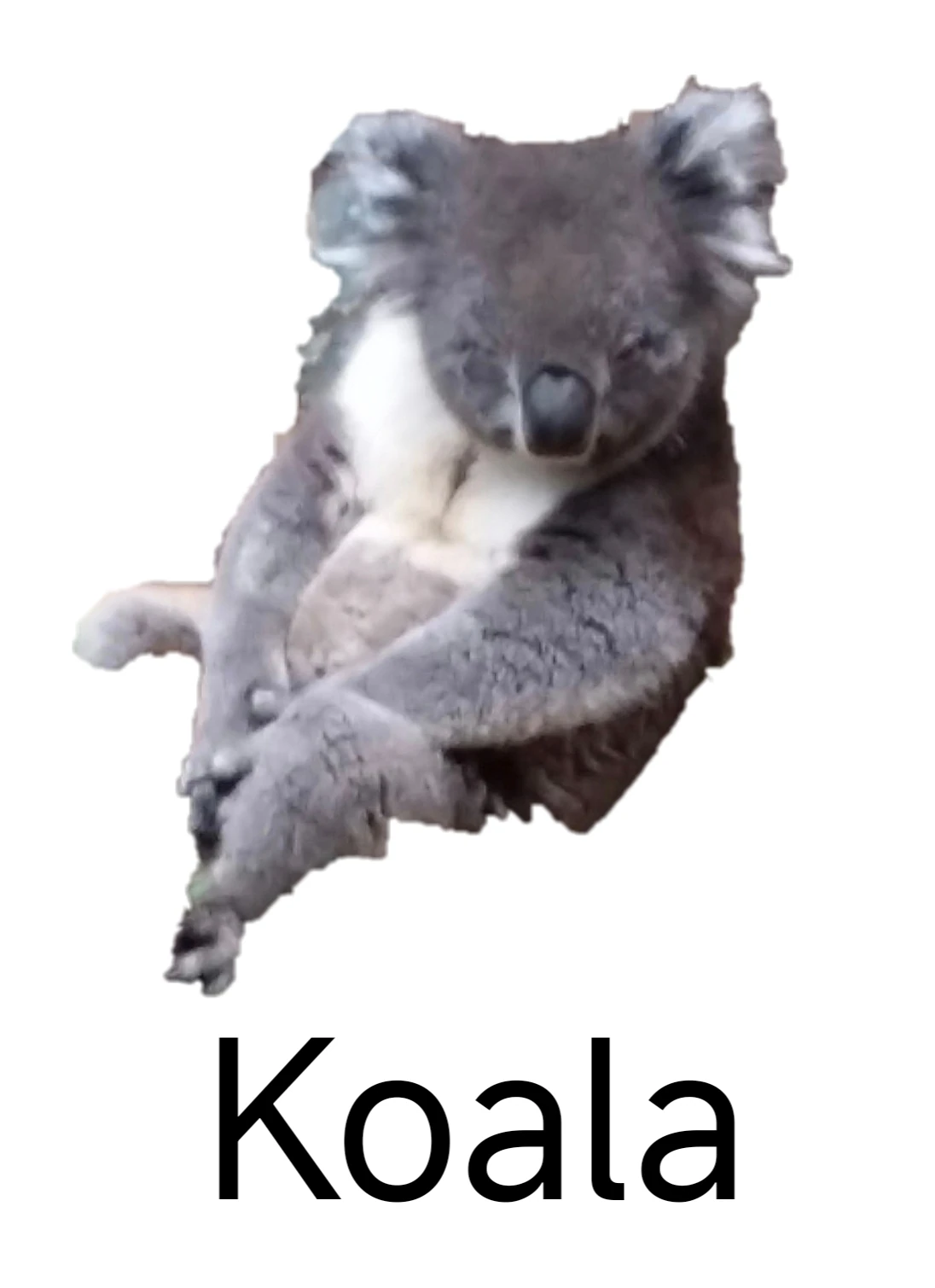 List of Contents in DK Animal's Encyclopedia Series City ...