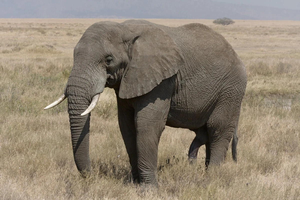 African Bush Elephant | GavenLovesAnimals2004 Wiki | Fandom