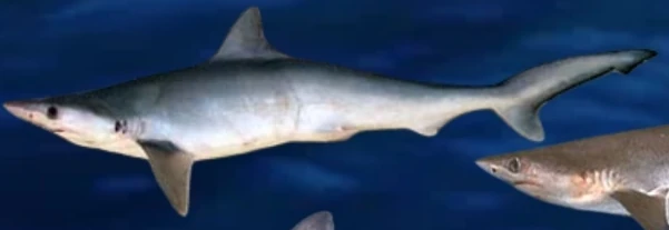 Milk Shark | GavenLovesAnimals2004 Wiki | Fandom