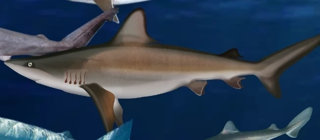 Bignose Shark | GavenLovesAnimals2004 Wiki | Fandom