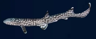 Coral Catshark | GavenLovesAnimals2004 Wiki | Fandom