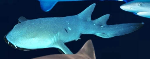 Nurse Shark | GavenLovesAnimals2004 Wiki | Fandom