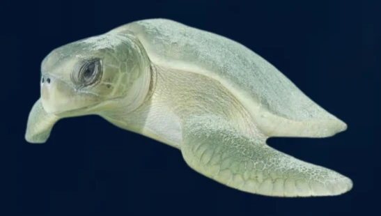 Flatback Sea Turtle | GavenLovesAnimals2004 Wiki | Fandom