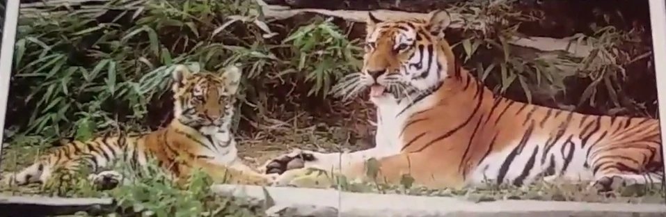 Siberian Tiger | GavenLovesAnimals2004 Wiki | Fandom