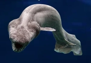 Frilled Shark | GavenLovesAnimals2004 Wiki | Fandom