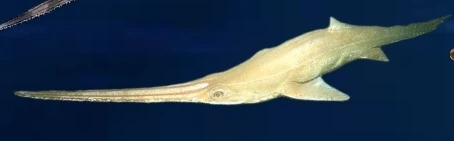 Japanese Sawshark | GavenLovesAnimals2004 Wiki | Fandom