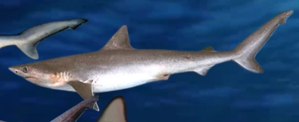 Caribbean Sharpnose Shark | GavenLovesAnimals2004 Wiki | Fandom