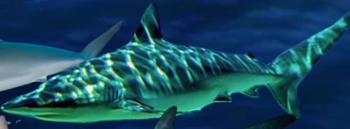 Dusky Shark | GavenLovesAnimals2004 Wiki | Fandom