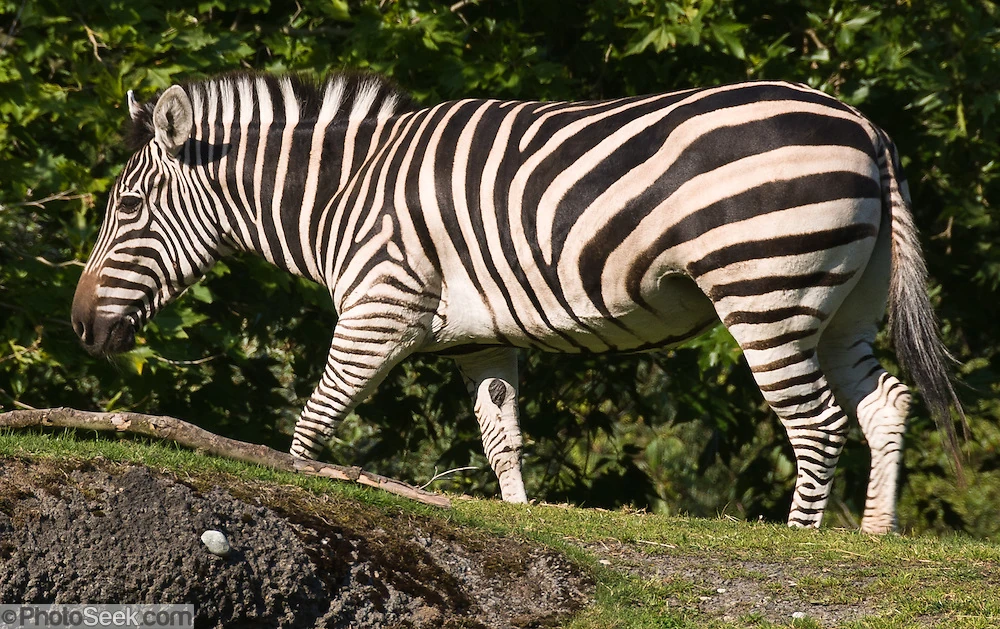 Plains Zebra | GavenLovesAnimals2004 Wiki | Fandom