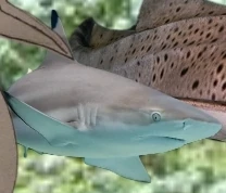 Blacktip Reef Shark | GavenLovesAnimals2004 Wiki | Fandom