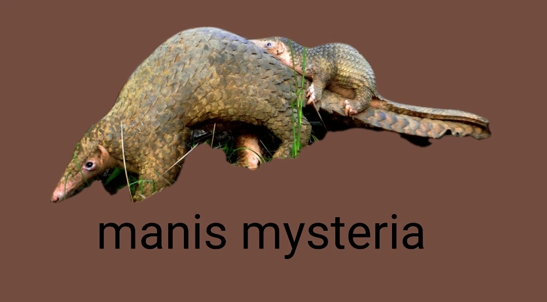 Manis mysteria | GavenLovesAnimals2004 Wiki | Fandom
