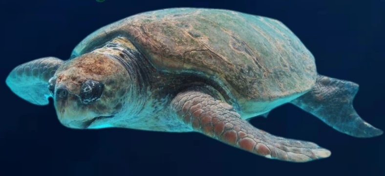 Loggerhead Sea Turtle | GavenLovesAnimals2004 Wiki | Fandom
