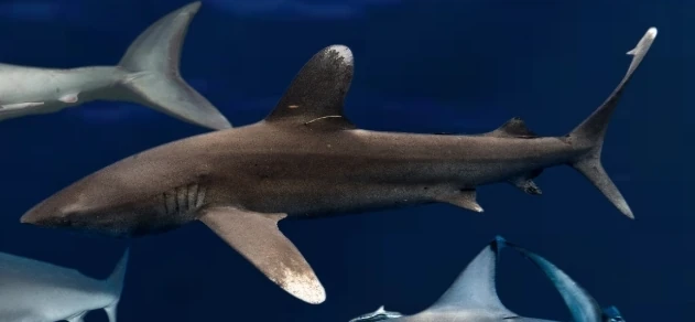 Oceanic Whitetip Shark | GavenLovesAnimals2004 Wiki | Fandom