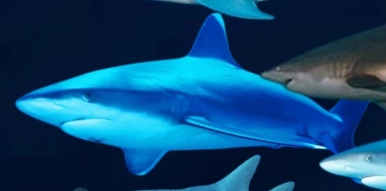 Silvertip Shark | GavenLovesAnimals2004 Wiki | Fandom