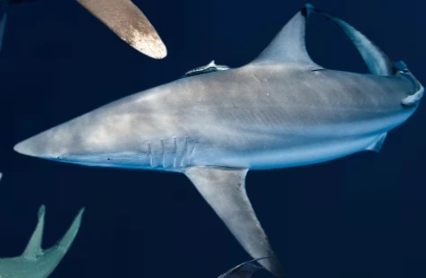 Spinner Shark | GavenLovesAnimals2004 Wiki | Fandom