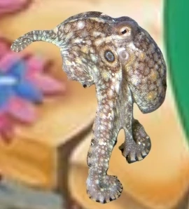 California Two-Spot Octopus | GavenLovesAnimals2004 Wiki | Fandom