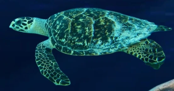 Hawksbill Sea Turtle | GavenLovesAnimals2004 Wiki | Fandom