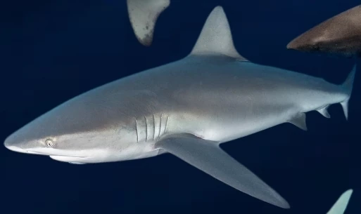 Galápagos Shark | GavenLovesAnimals2004 Wiki | Fandom
