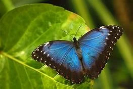 Blueberry the Blue Butterfly | Gazzili Words Wiki | Fandom
