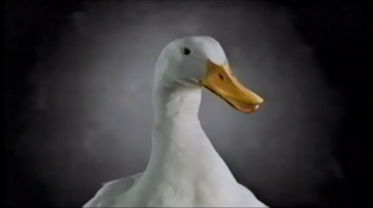 Duck | Geico Wiki | Fandom